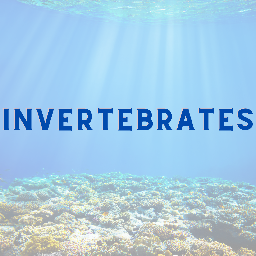 Saltwater Invertebrates For Sale – Foxy Saltwater Tropicals