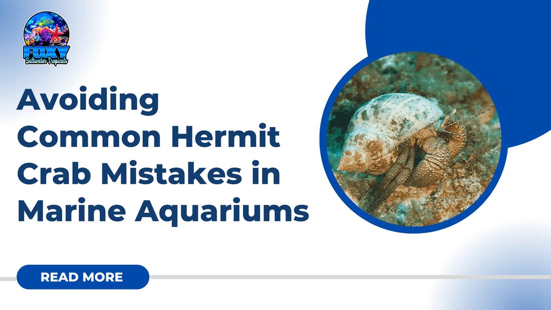 Avoiding Common Hermit Crab Mistakes in Marine Aquariums – Foxy ...