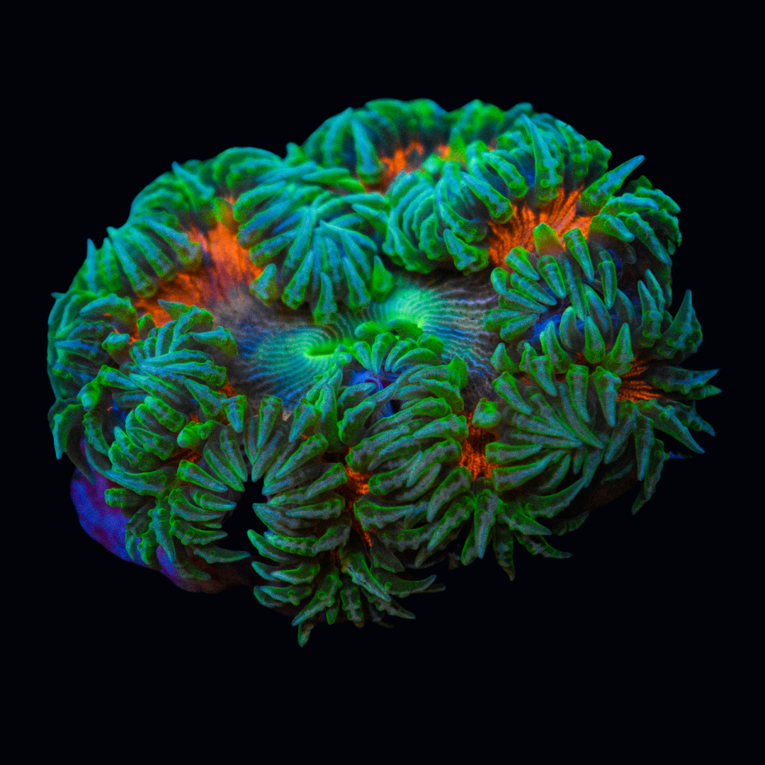 Pipefish – Foxy Saltwater Tropicals