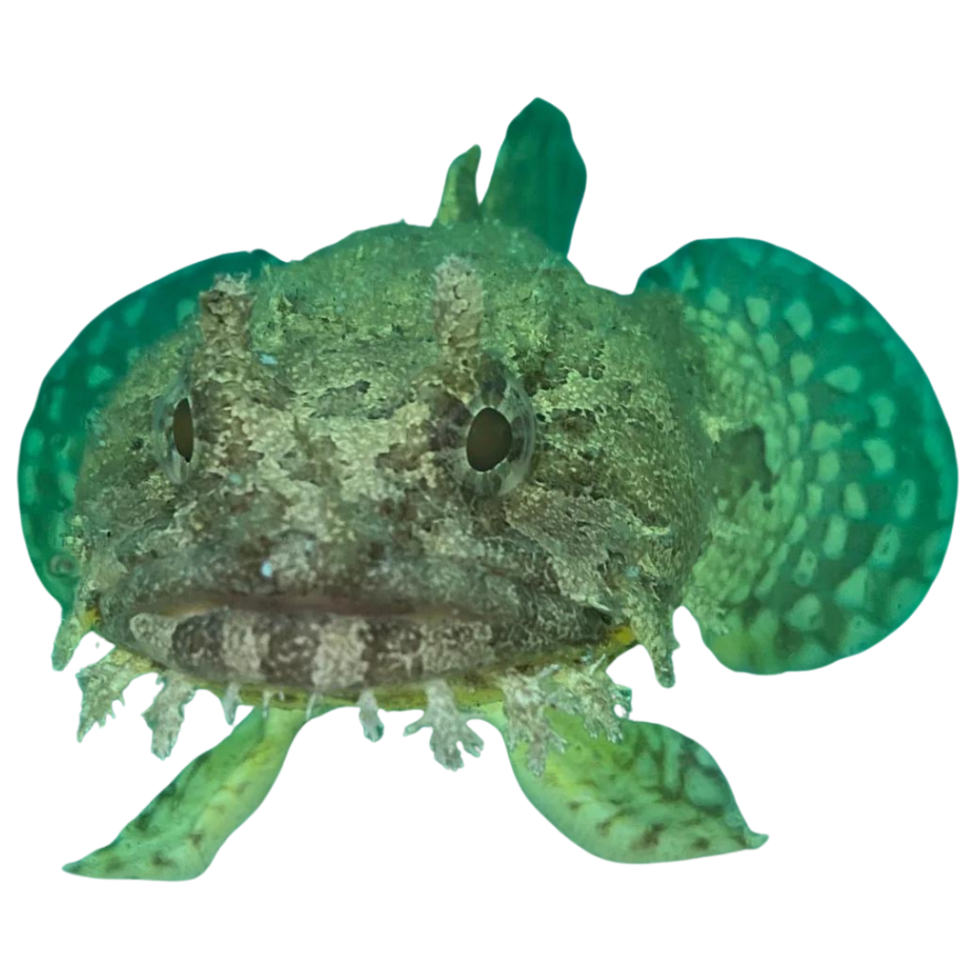 MISC. FISH – Foxy Saltwater Tropicals