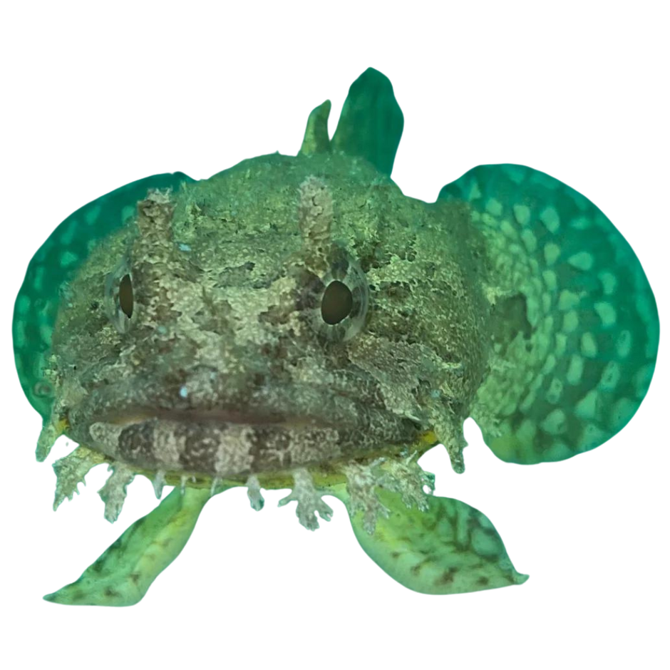 MISC. FISH – Foxy Saltwater Tropicals