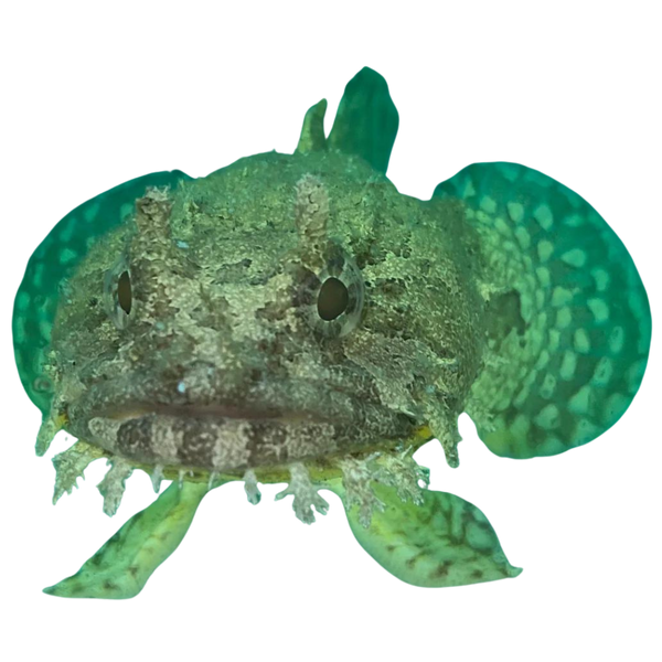 Toadfish – Foxy Saltwater Tropicals