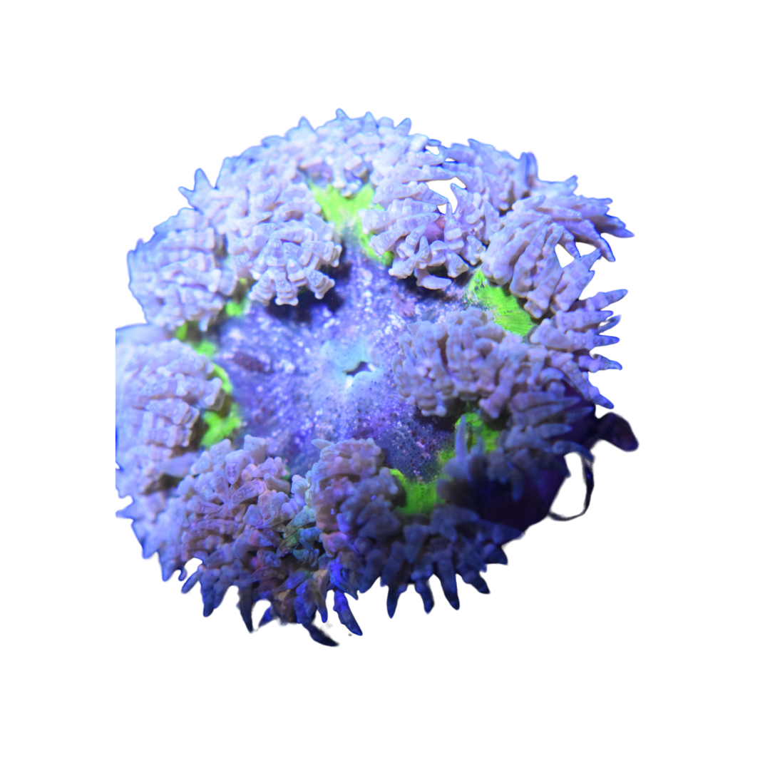 Ultra Rock Flower Anemone – Foxy Saltwater Tropicals