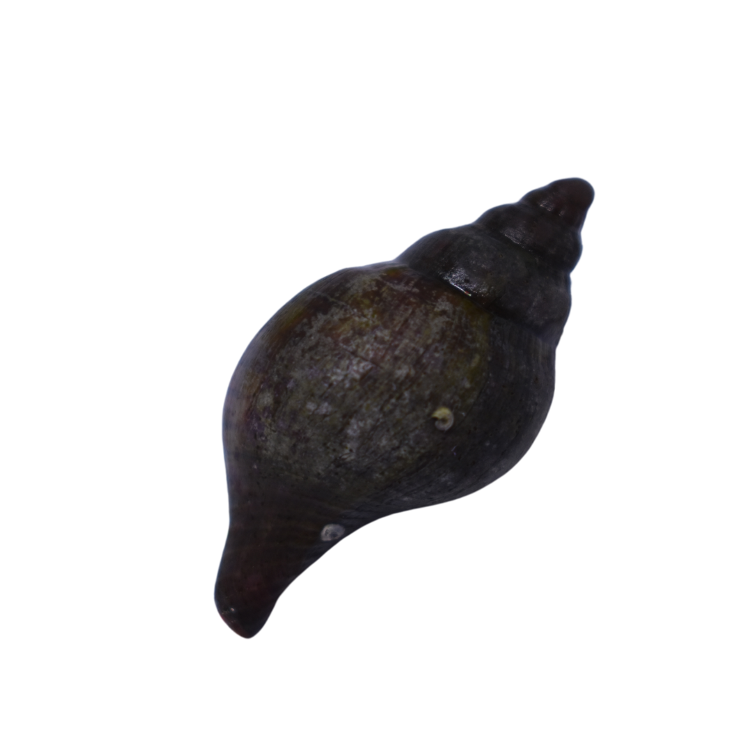 Tulip Snails (XS) – Foxy Saltwater Tropicals