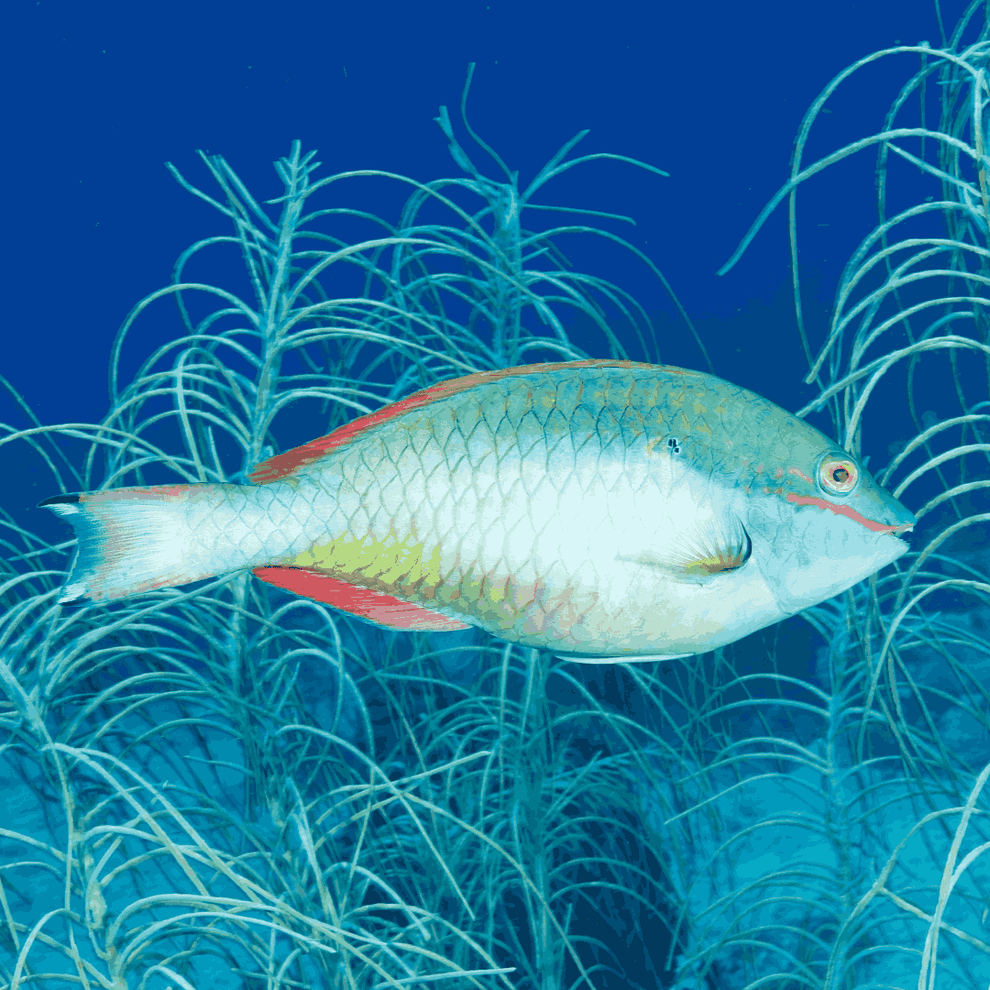 Buy Alpha Male Red Banded Parrots | Foxy Saltwater Tropicals