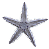 Saltwater Starfish for Sale | Live Starfish | Foxy Saltwater Tropicals