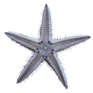 Saltwater Starfish for Sale | Live Starfish | Foxy Saltwater Tropicals