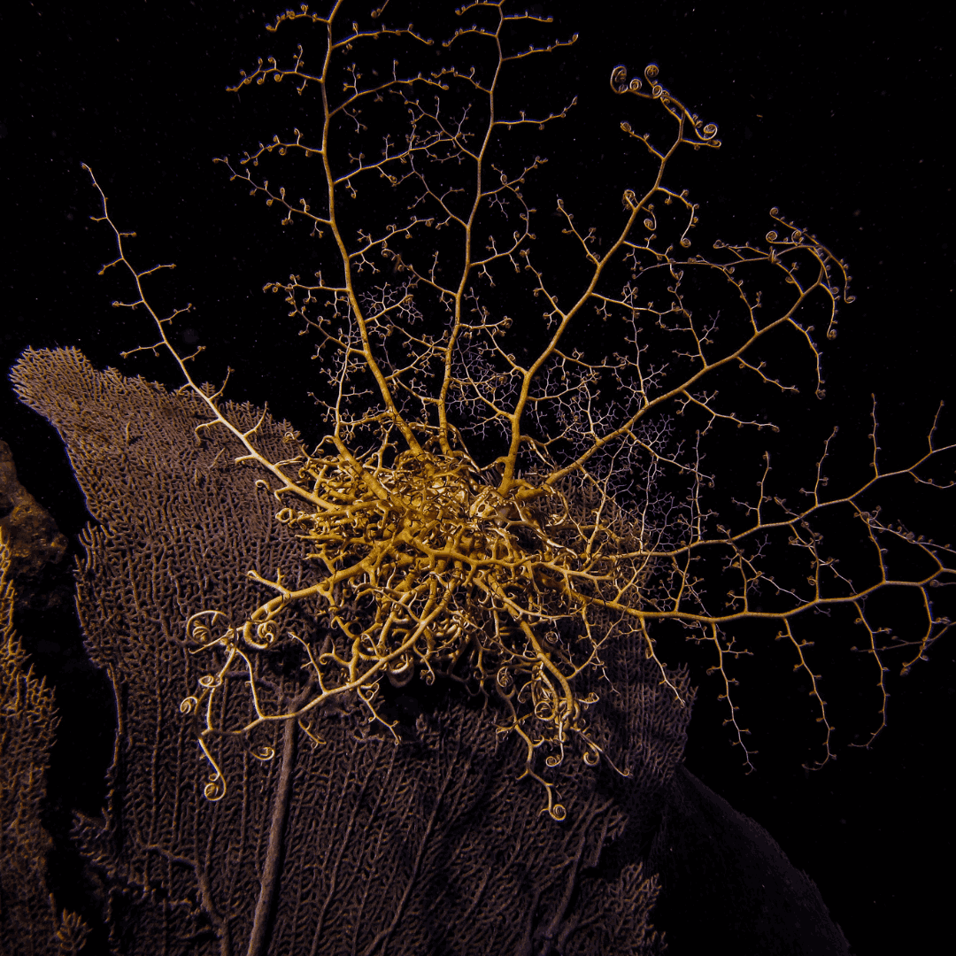 Basket Starfish – Foxy Saltwater Tropicals