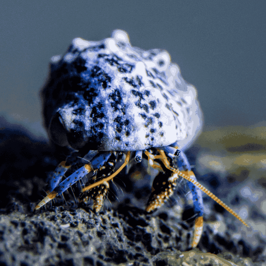 Hermit Crabs – Foxy Saltwater Tropicals