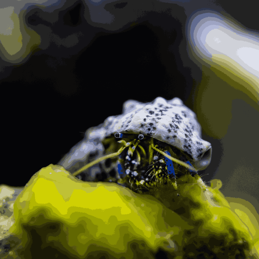 Hermit Crabs – Foxy Saltwater Tropicals