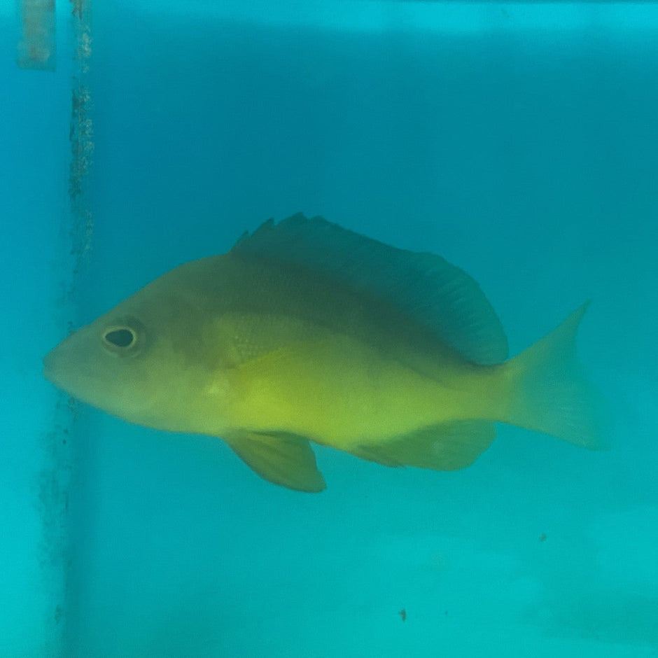 Hamlet Fish For Sale – Foxy Saltwater Tropicals