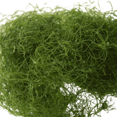 Saltwater Invertebrates For Sale – Foxy Saltwater Tropicals