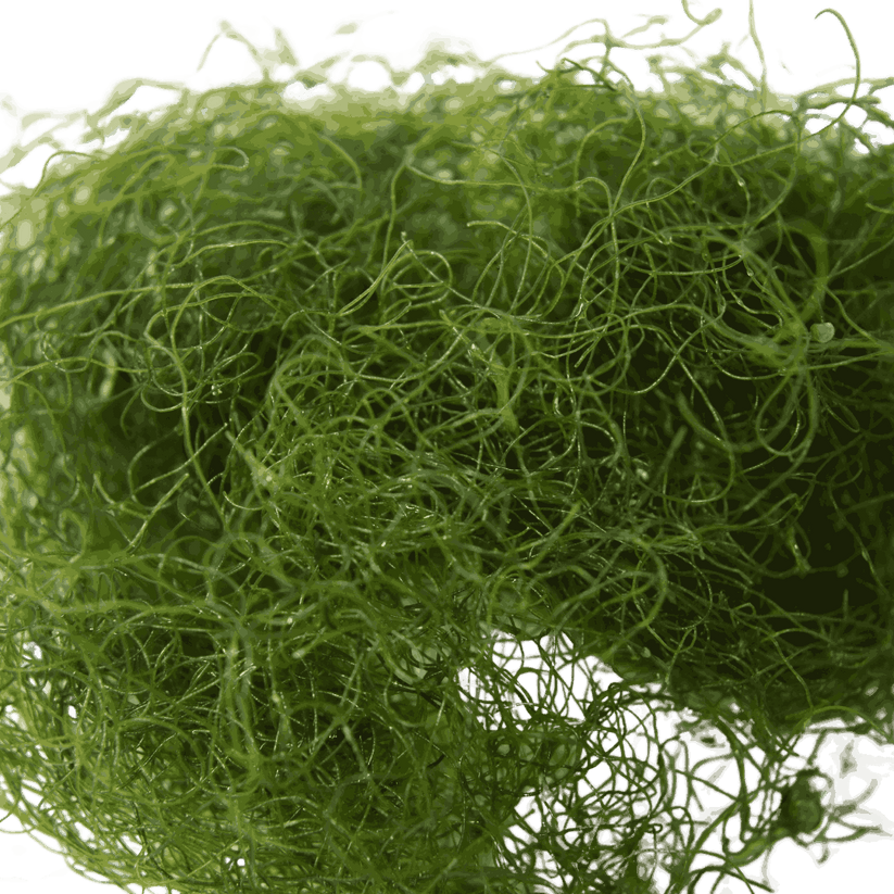 Shop Chaetomorpha Green Hair Algae | Foxy Saltwater Tropicals