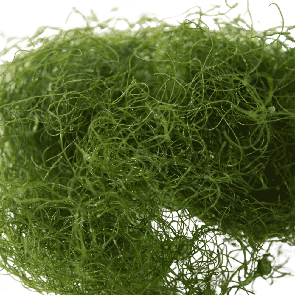 Shop Chaetomorpha Green Hair Algae | Foxy Saltwater Tropicals