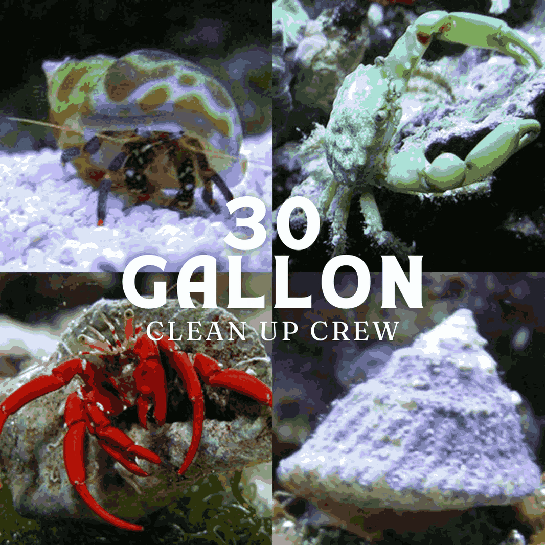 Saltwater Clean Up Crew | Reef Cleaners for Your Tank – Foxy Saltwater ...
