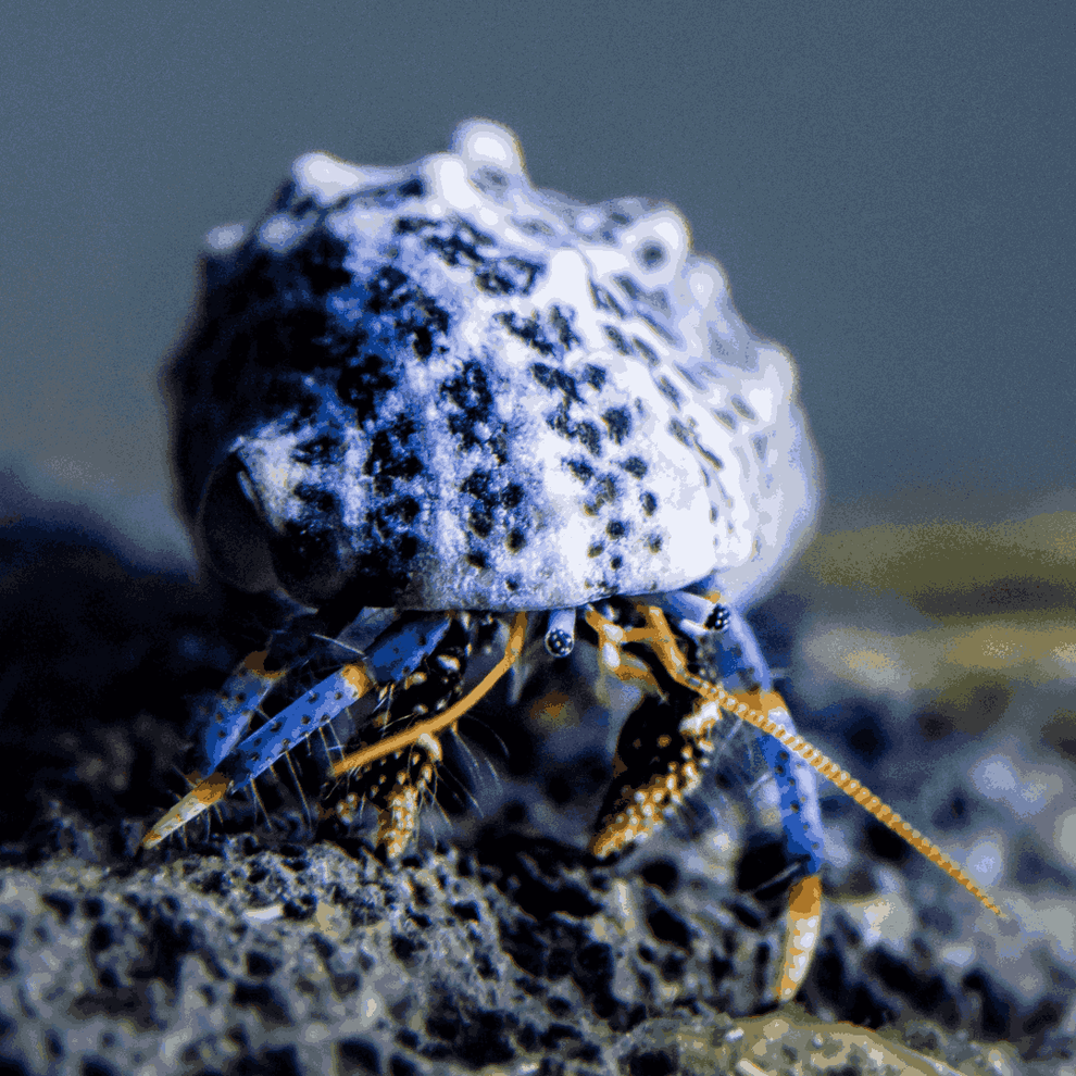 Clean-Up Crew for 30-Gallon Tanks | Foxy Saltwater Tropicals