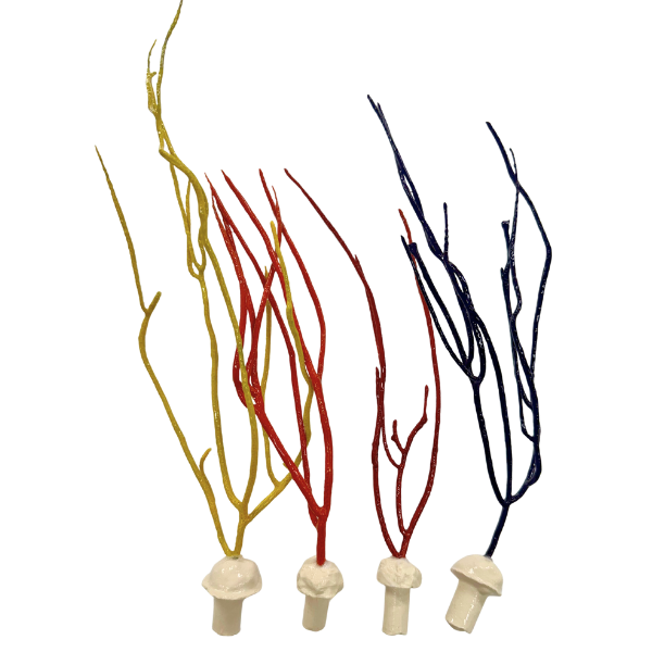 Colorful Sea Whip – Foxy Saltwater Tropicals