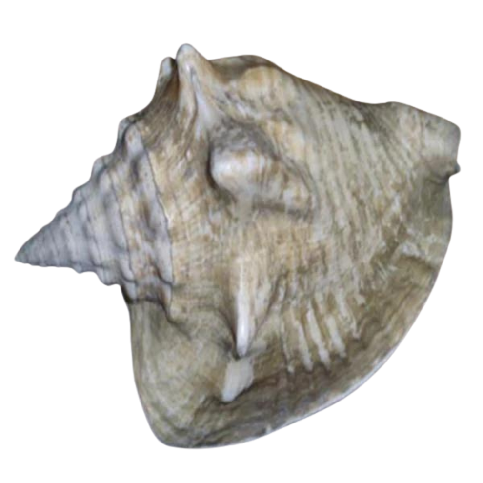 Milk Conch Snails – Foxy Saltwater Tropicals
