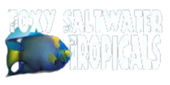 Saltwater Tropical Fish | Direct from the Collector | Foxy Tropicals ...