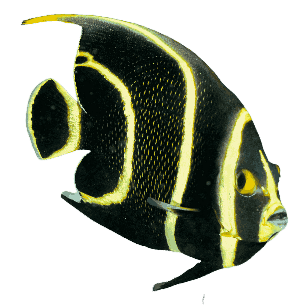 Saltwater Angelfish Collection | Foxy Saltwater Tropicals