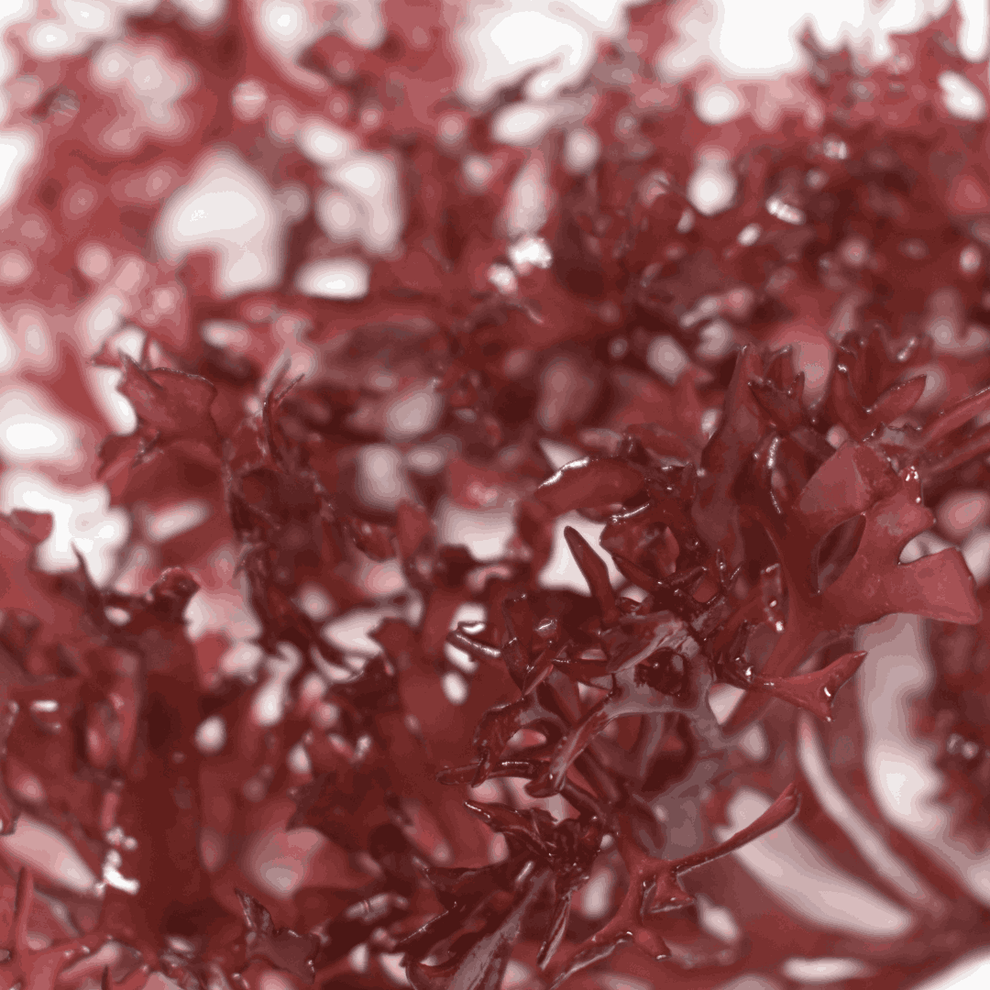 Buy Gracilaria Hayi Red Bush Algae | Foxy Saltwater Tropicals