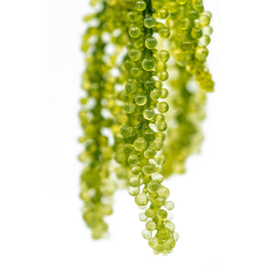 Saltwater Plants | Marine Plants | Macroalgae For Sale – Foxy Saltwater ...