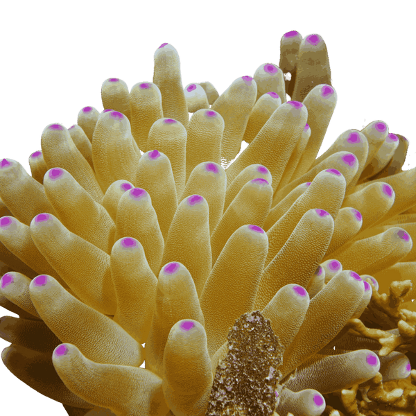 Get Haitian Pink Tip Anemones Online | Foxy Saltwater Tropicals