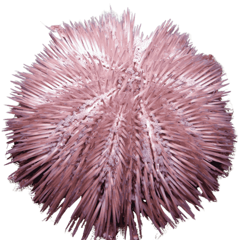 Sea Urchins for Sale | Pin Cushion, Black, Reef Urchins – Foxy ...