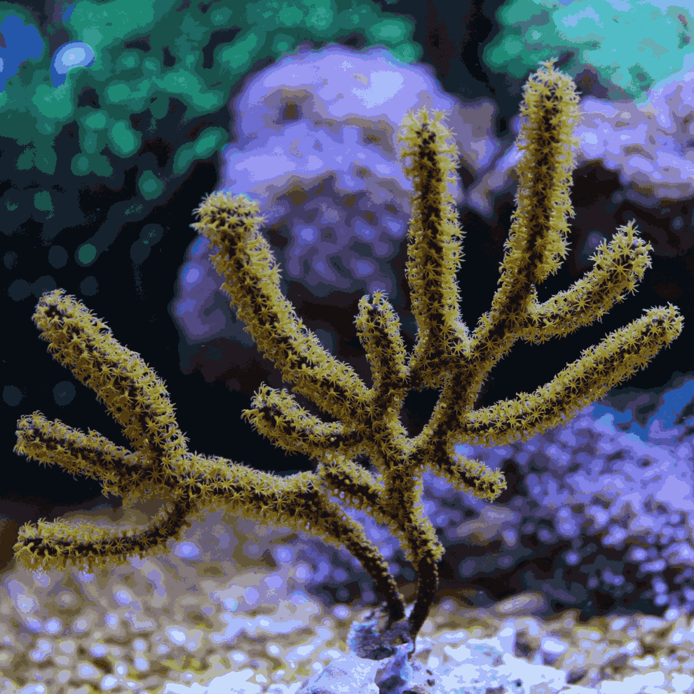 Buy Purple Rod Gorgonians Online | Foxy Saltwater Tropicals