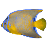 Saltwater Angelfish Collection | Foxy Saltwater Tropicals
