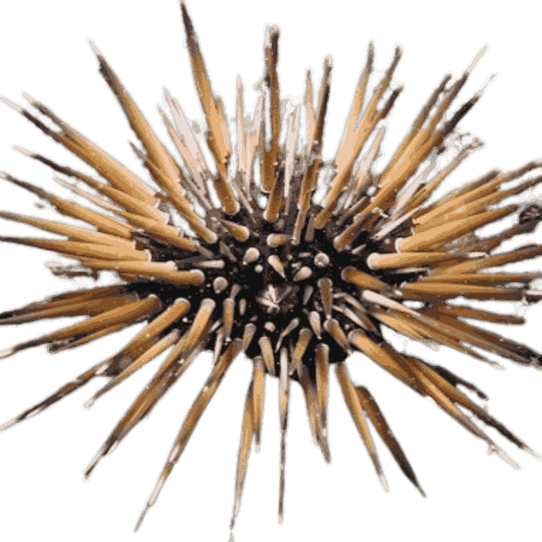 Sea Urchins for Sale | Pin Cushion, Black, Reef Urchins – Foxy ...