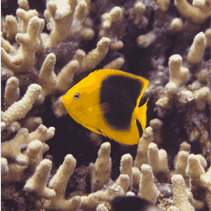 Saltwater Angelfish Collection | Foxy Saltwater Tropicals
