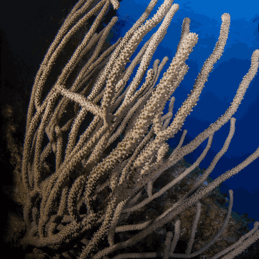 Split Pore Sea Rod Gorgonian (under 8") – Foxy Saltwater Tropicals