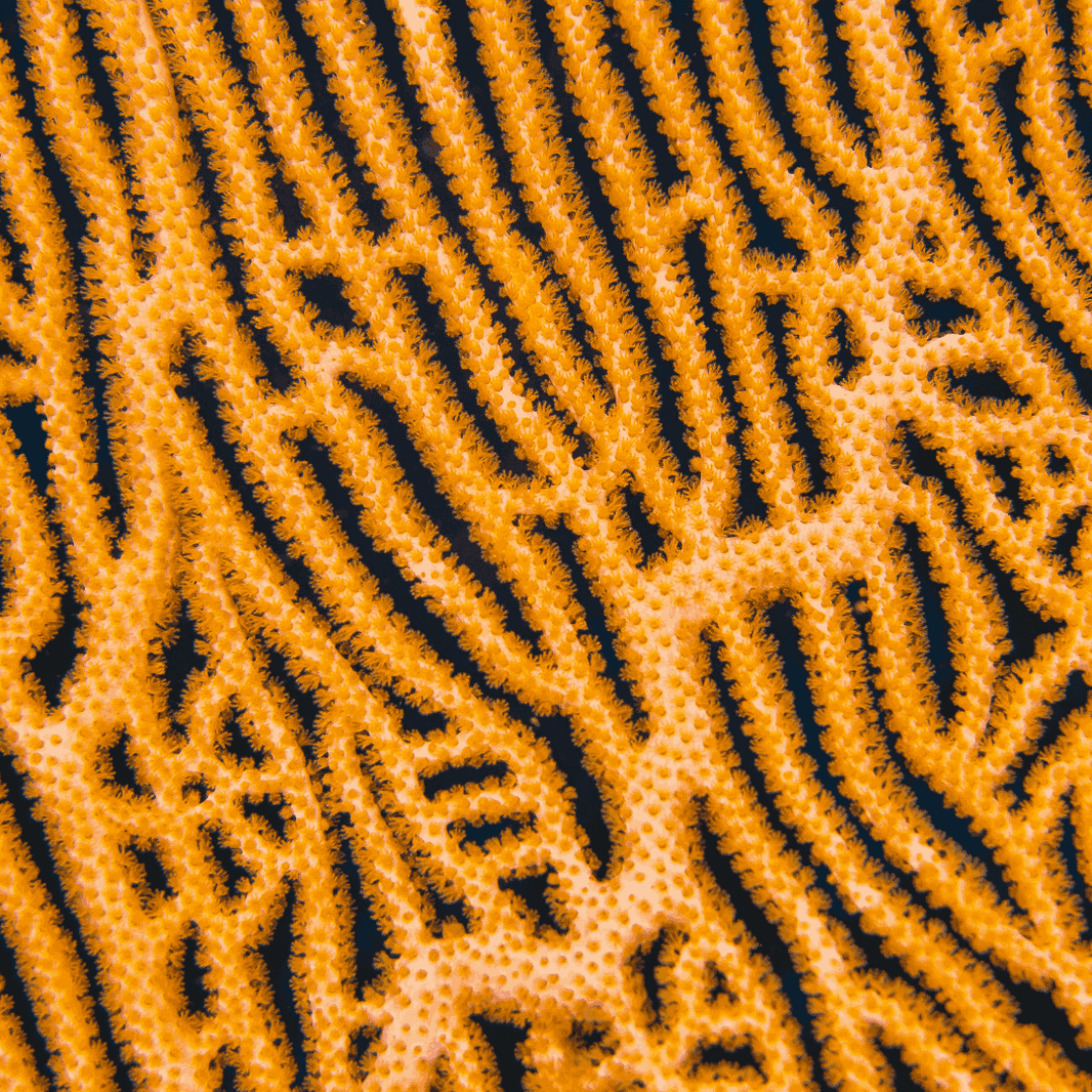 Gorgonian For Sale | Gorgonian Coral | Super Low Prices – Foxy ...