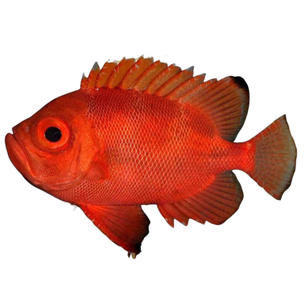 Squirrel Fish For Sale – Foxy Saltwater Tropicals