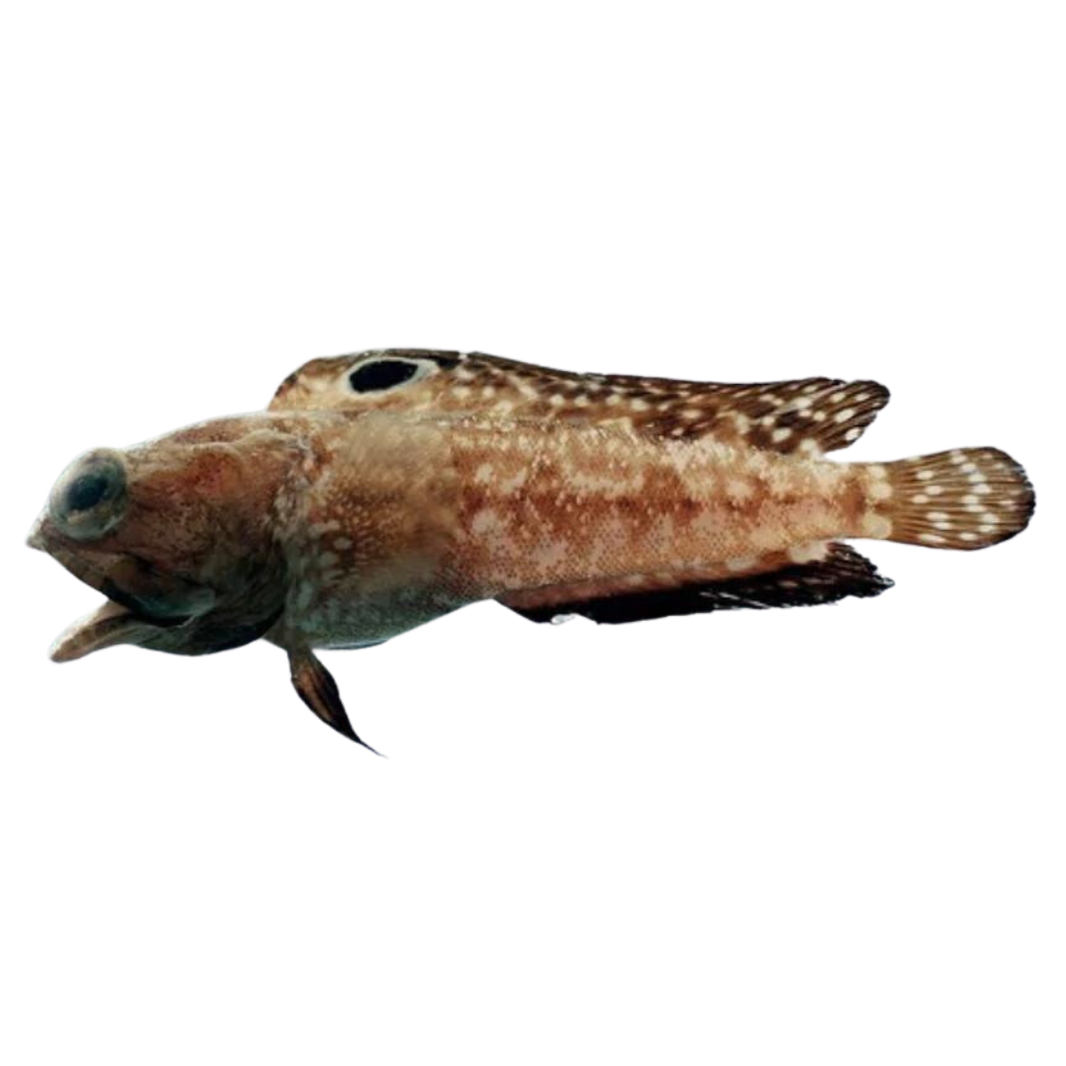 Saltwater Jawfish For Sale – Foxy Saltwater Tropicals