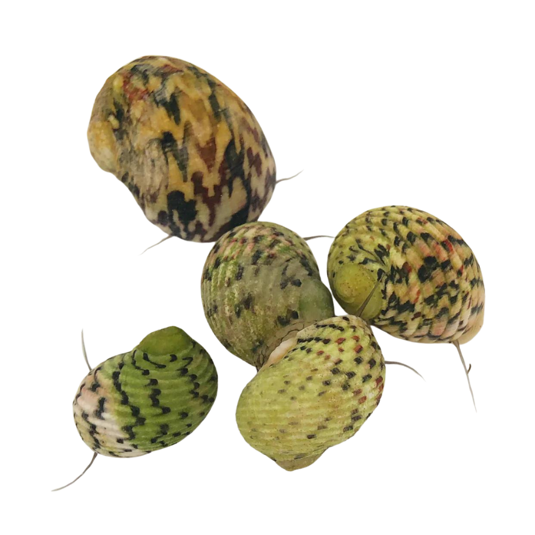 Saltwater Snails for Sale | Foxy Saltwater Tropicals