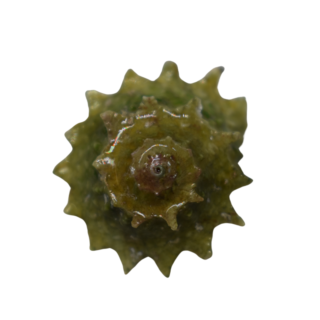 Ninja Star Snails – Foxy Saltwater Tropicals