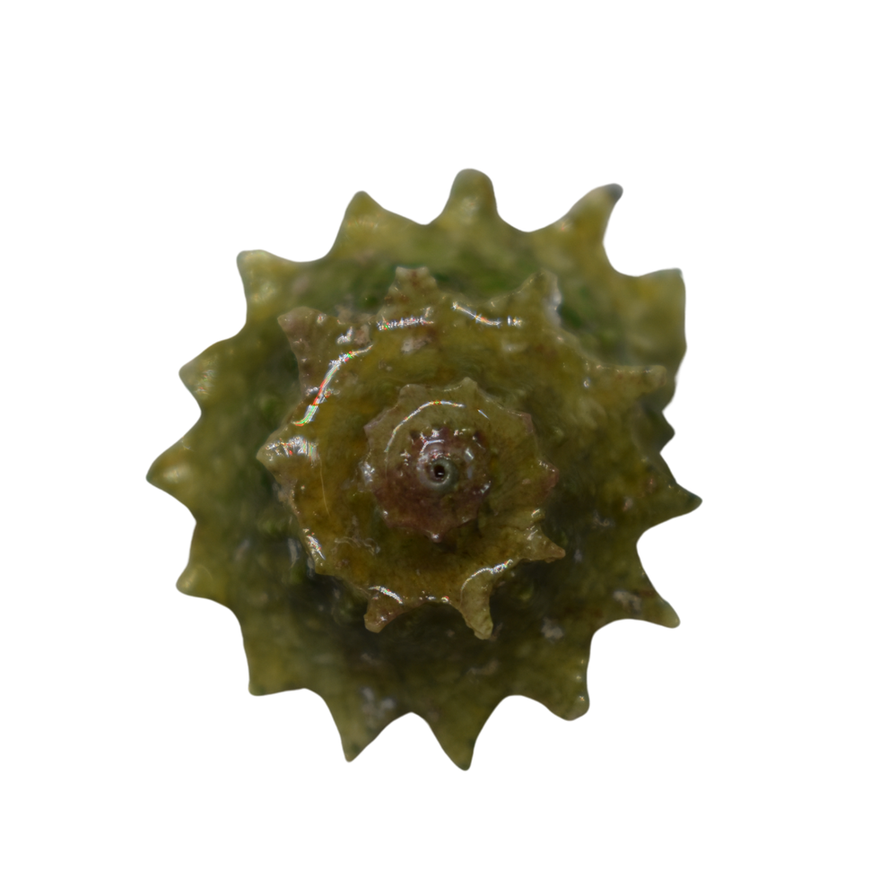 Ninja Star Snails – Foxy Saltwater Tropicals