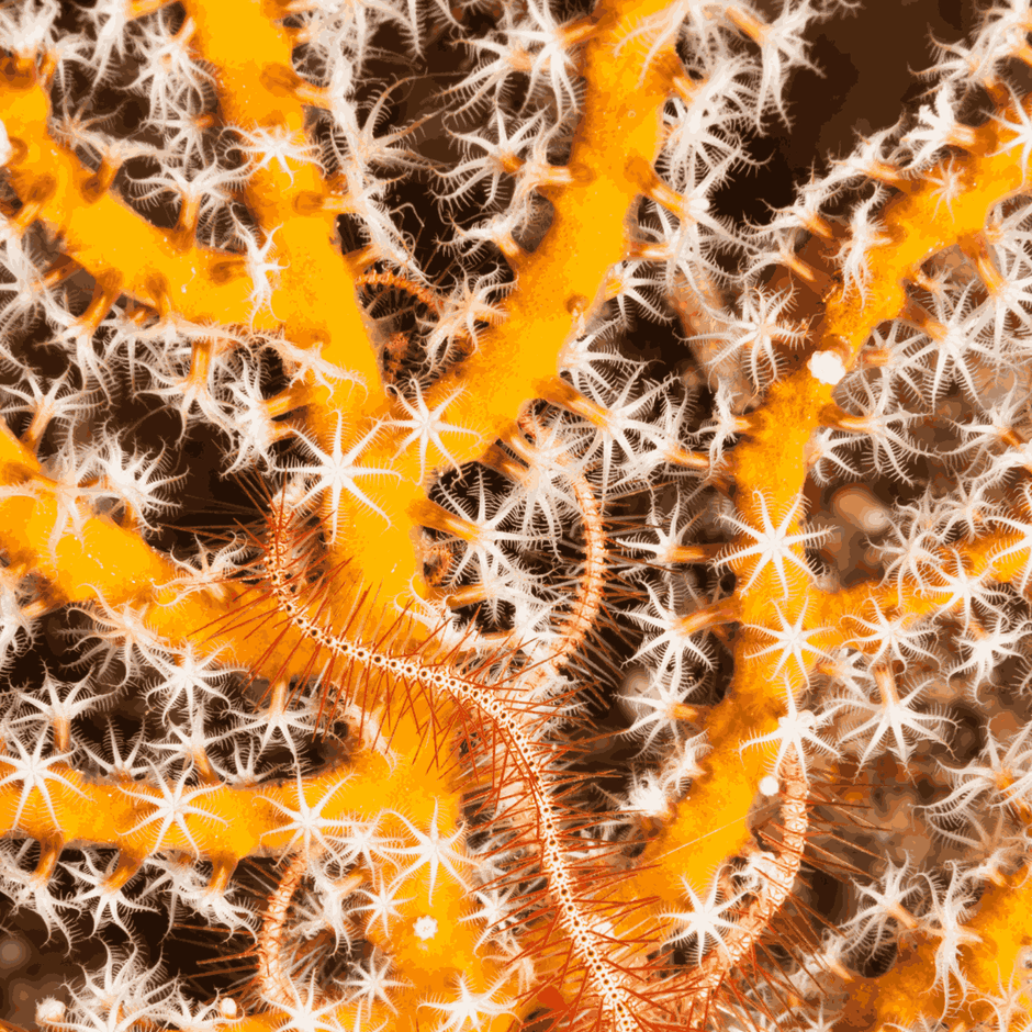 Gorgonian For Sale | Gorgonian Coral | Super Low Prices – Foxy ...