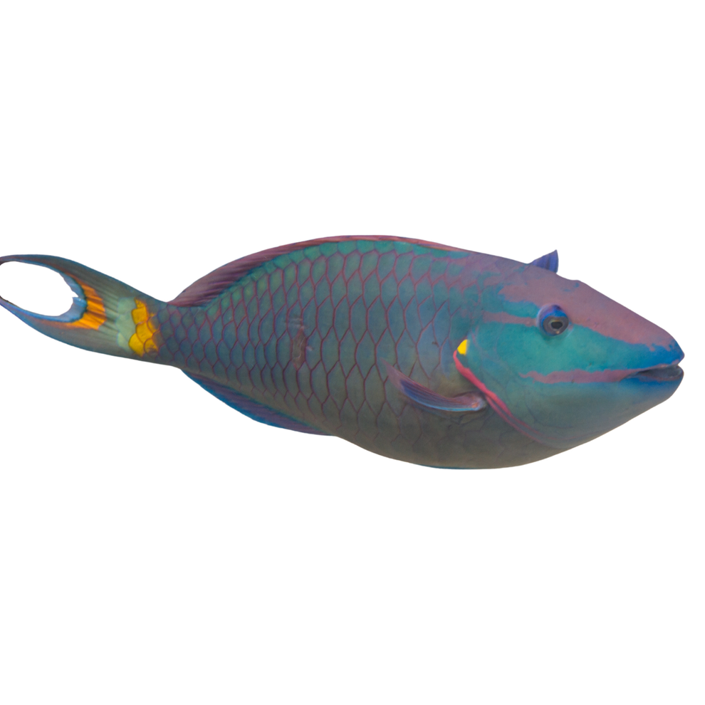 Purchase Alpha Male Stoplight Parrotfish | Foxy Saltwater Tropicals