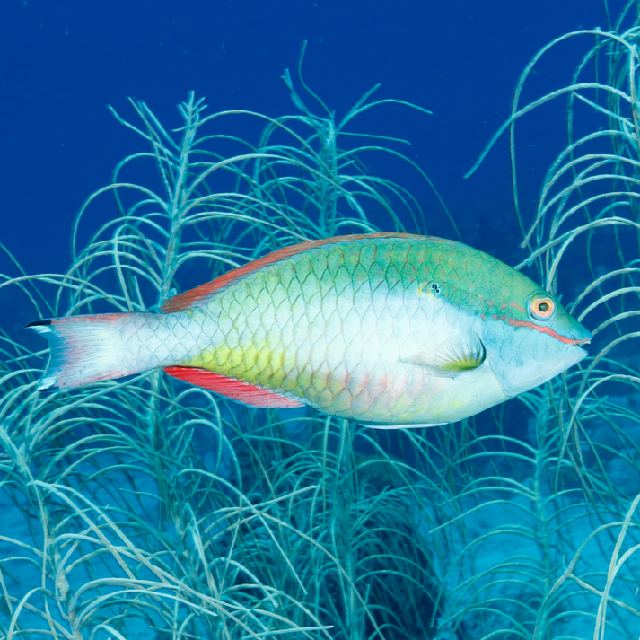 Alpha Male Red Banded Parrotfish For Sale Online – Foxy Saltwater Tropicals