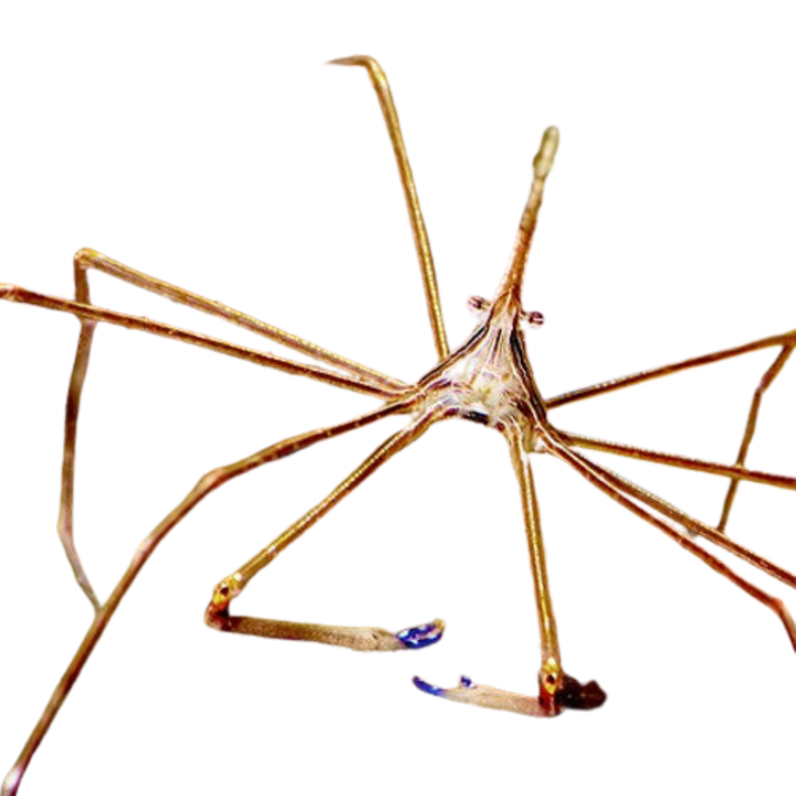 Saltwater Crabs for Sale | Emerald, Hermit & More | Shop Now – Foxy ...