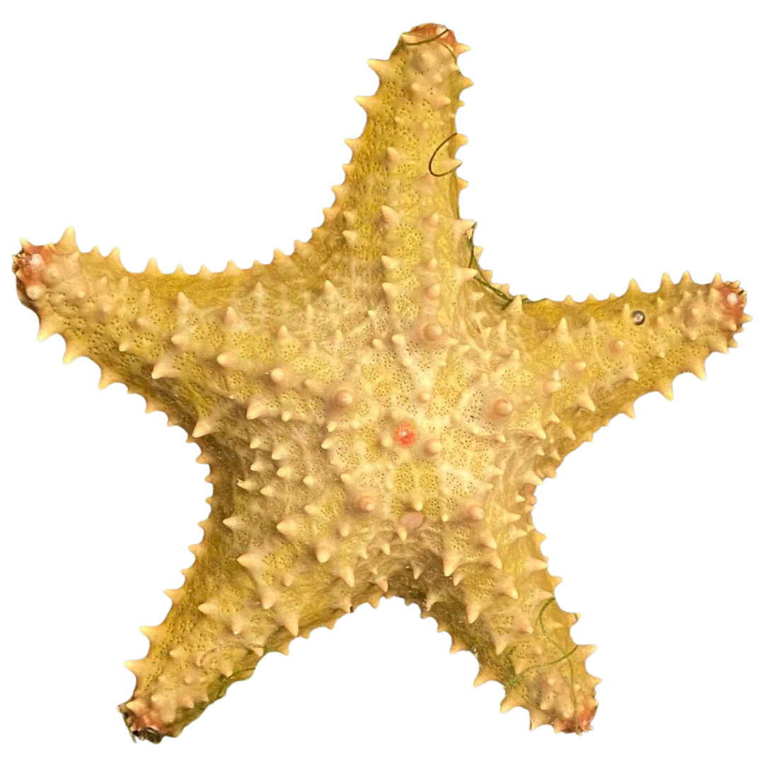 Bahama Sea Star – Foxy Saltwater Tropicals