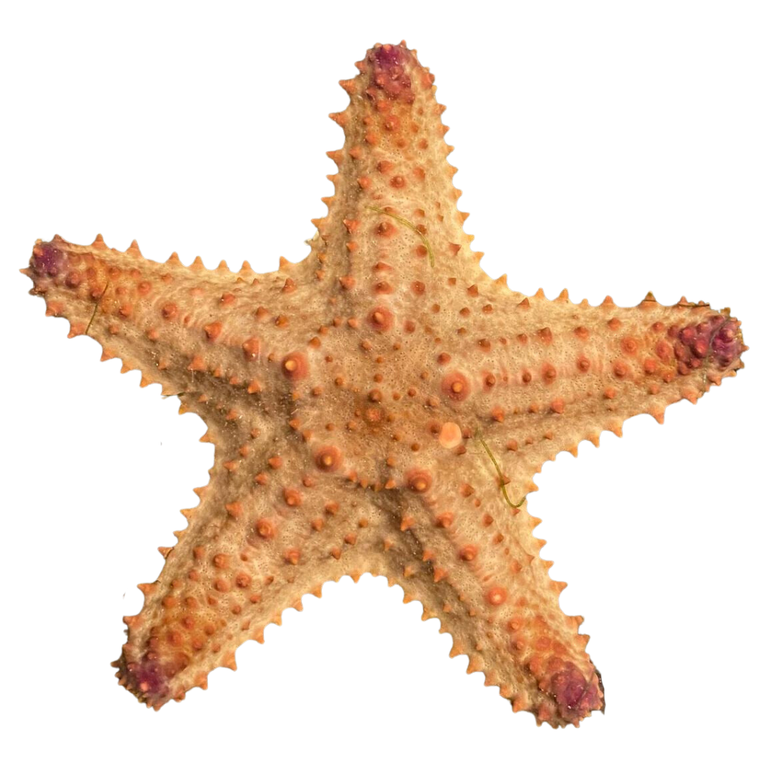 Bahama Sea Star – Foxy Saltwater Tropicals