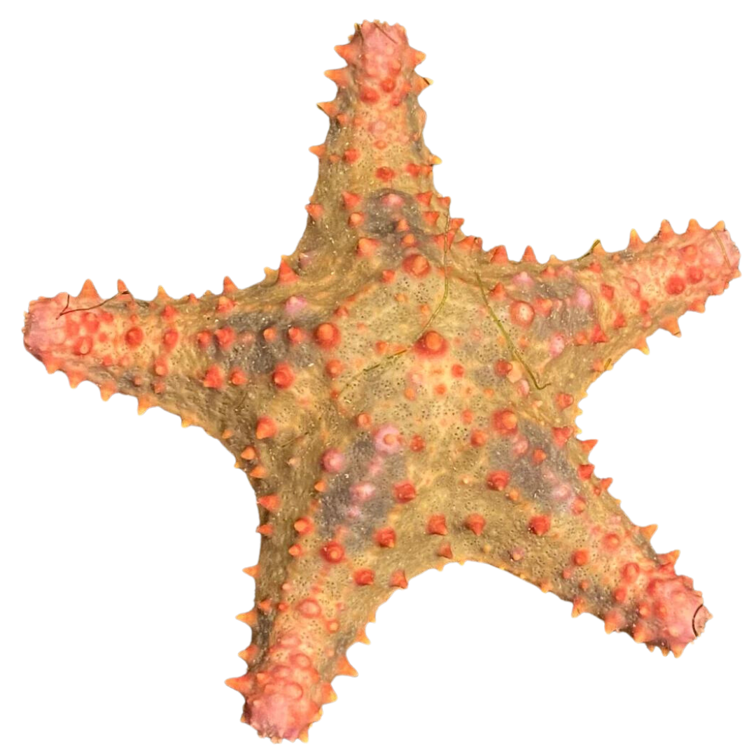 Bahama Sea Star – Foxy Saltwater Tropicals