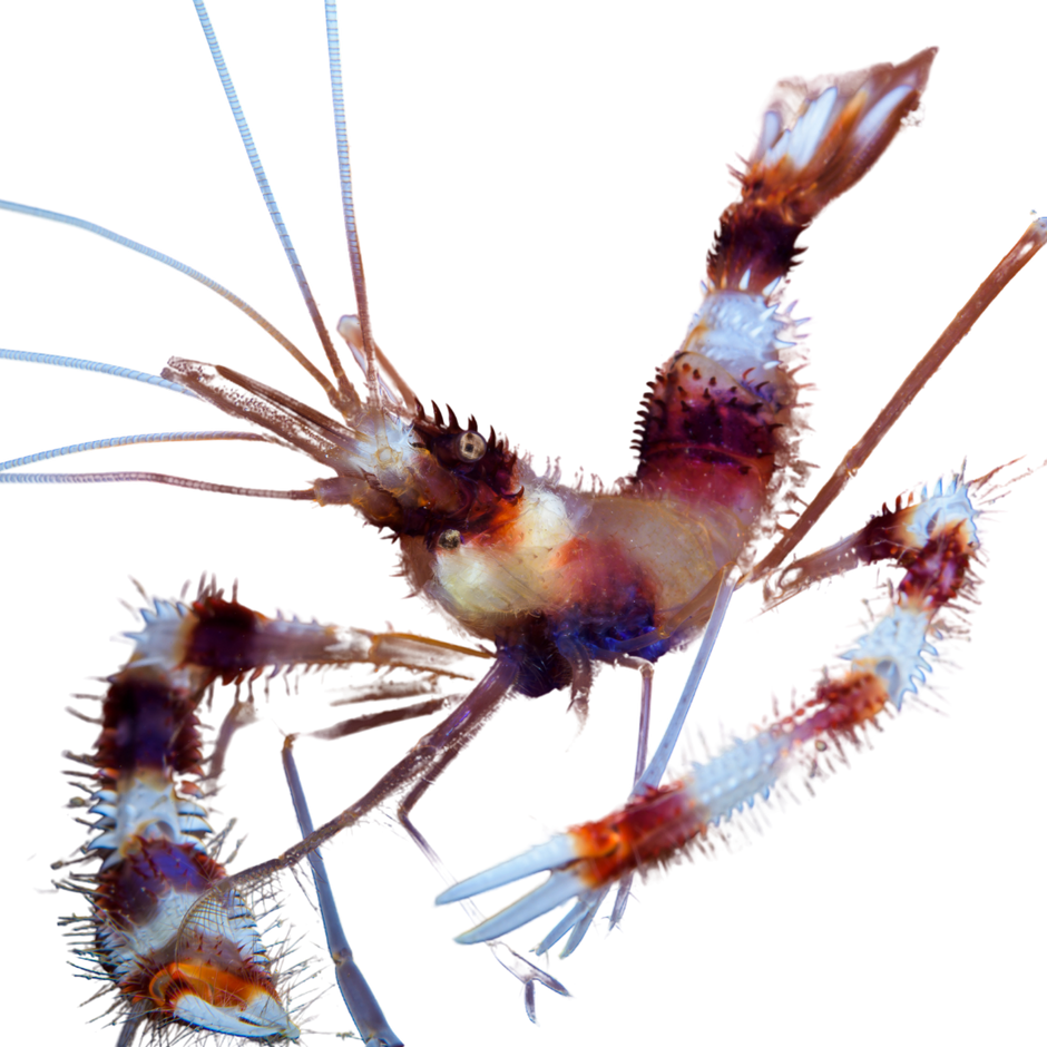 Saltwater Invertebrates For Sale – Foxy Saltwater Tropicals