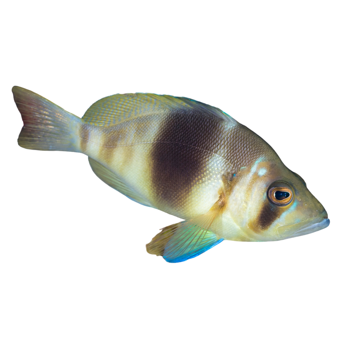 Barred Hamlet – Foxy Saltwater Tropicals