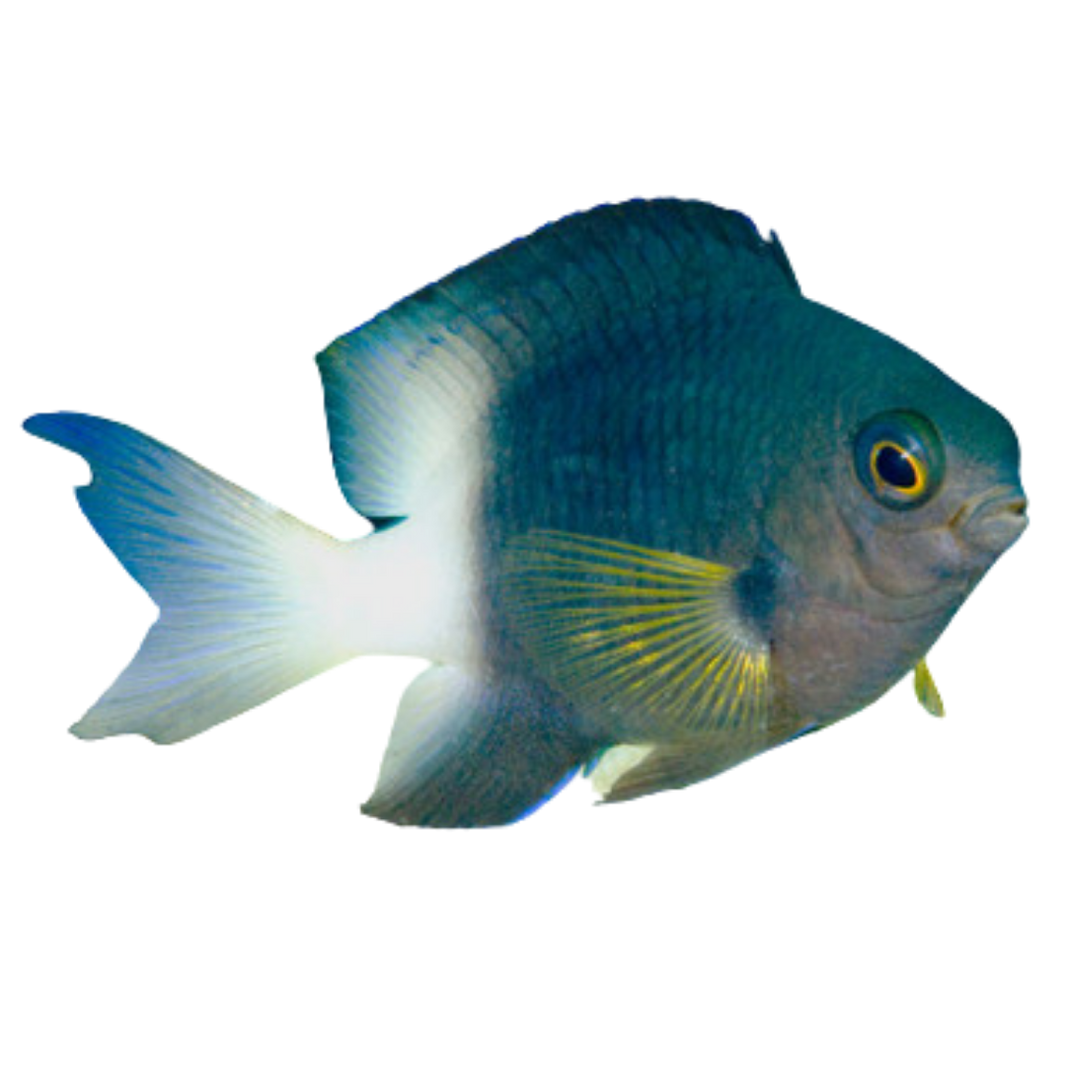 Damsel Saltwater Fish For Sale – Foxy Saltwater Tropicals