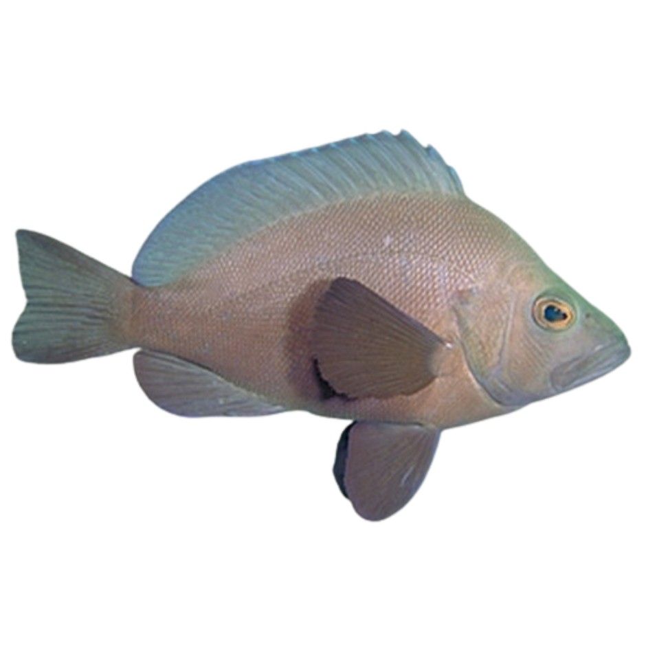 Hamlet Fish For Sale – Foxy Saltwater Tropicals